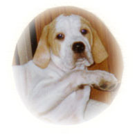 Tycarreg Pointers - Pointer pictures, articles, books, pedigrees ...