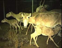 The Clan of the Cave Bear