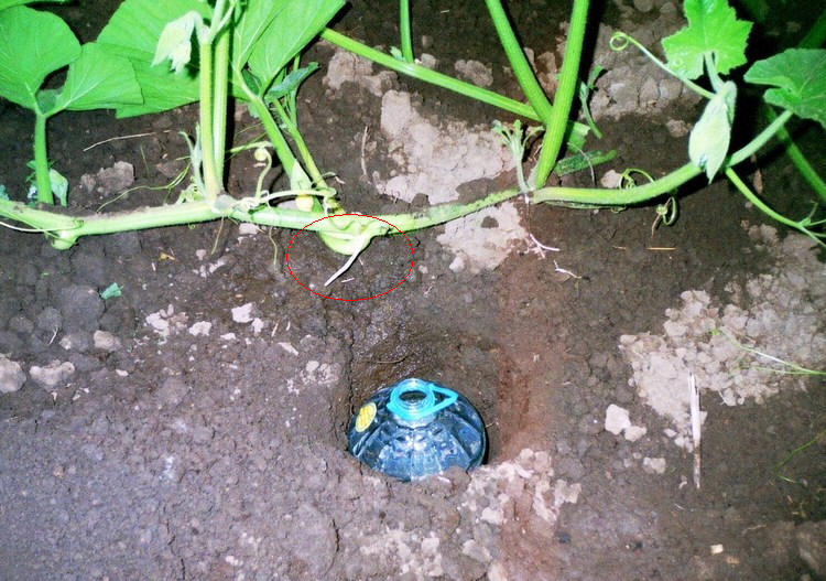 Giant pumpkins / squashes growing - Direct Root Feeding (DRF).