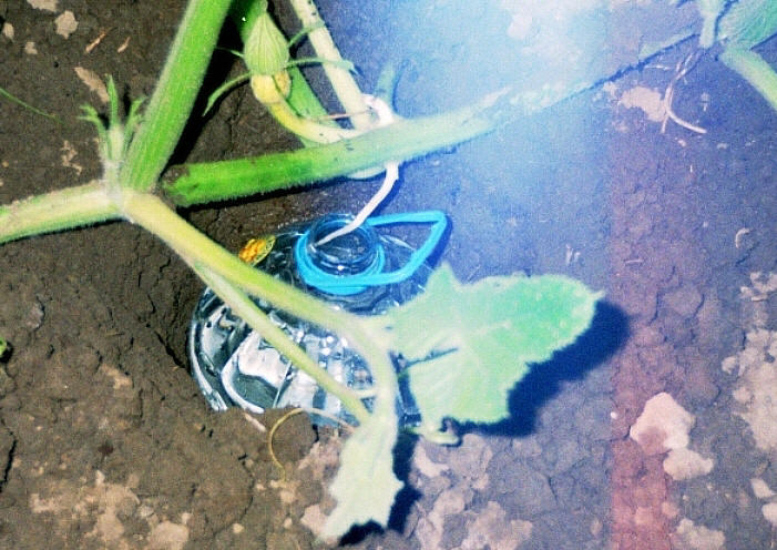 Giant pumpkins / squashes growing - Direct Root Feeding (DRF).