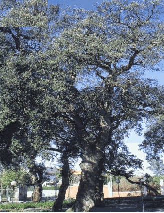 AZINHEIRA