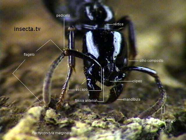 GLOSSÁRIO INSECTA.TV