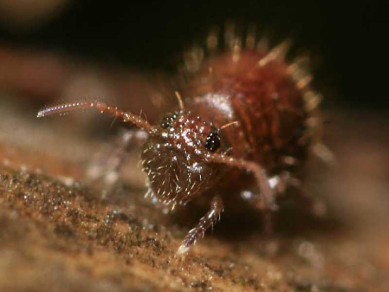 Checklist of the Collembola: Sminthurinae