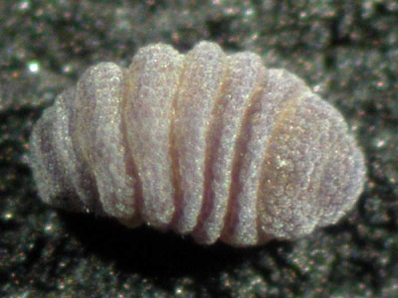 Checklist of the Collembola: Collembola