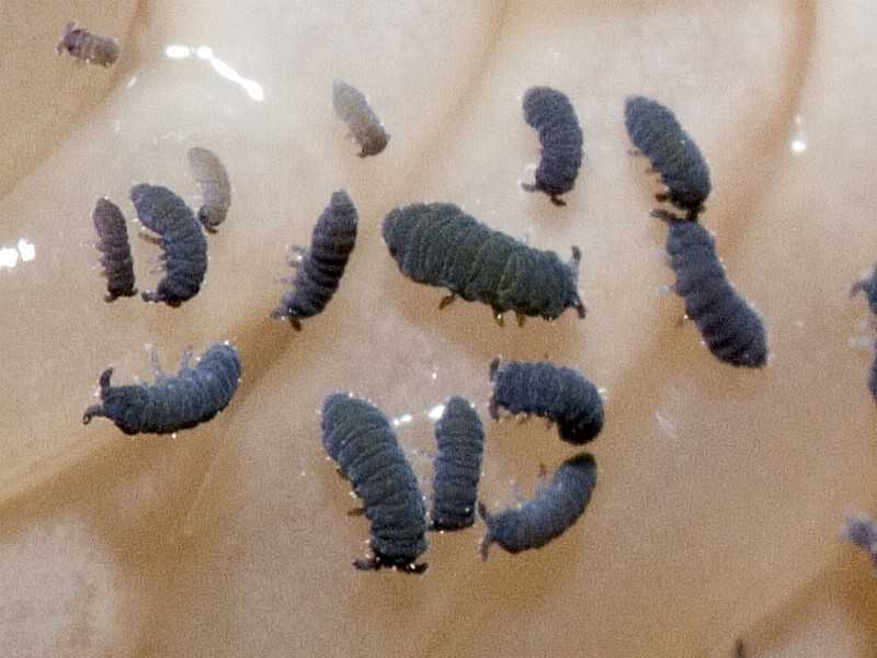 Checklist of the Collembola: Collembola