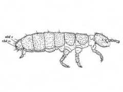 Checklist of the Collembola: Anurophorinae