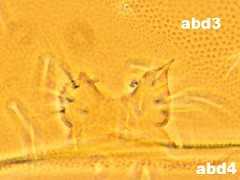 Checklist of the Collembola: Onychiurinae