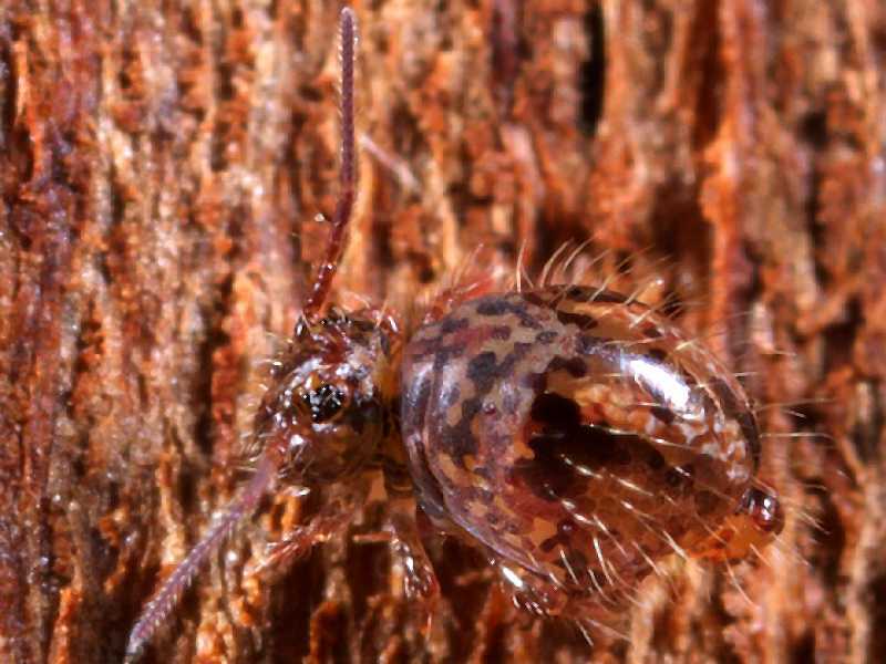 Checklist of the Collembola: Sminthurinae