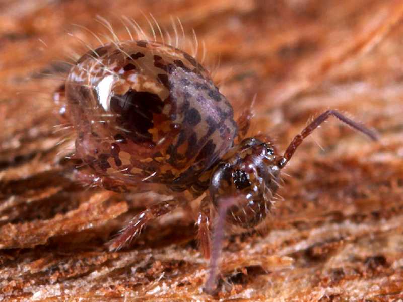 Checklist of the Collembola: Sminthurinae