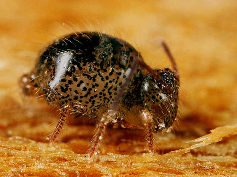 Checklist of the Collembola: Sminthurinae