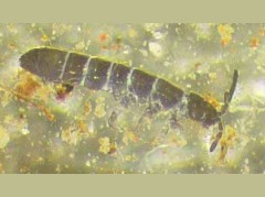 Checklist of the Collembola: Anurophorinae