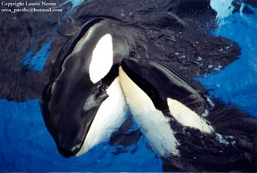 Orcas in Trouble