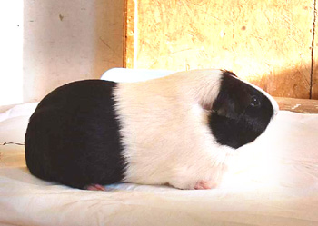 East Cornwall Cavy Club About The Show
