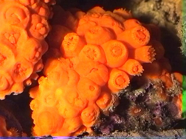 Acquario Antozoi