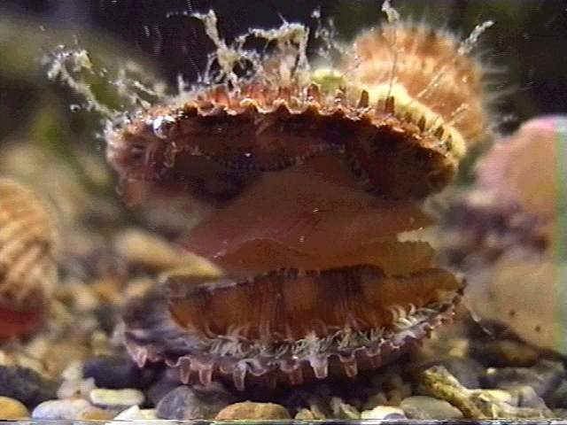 Acquario Bivalvia