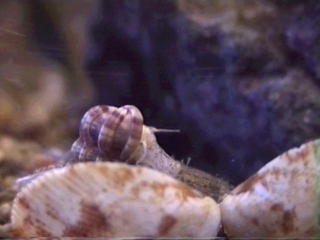 Acquario Gastropoda