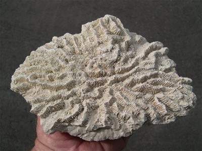 Coral