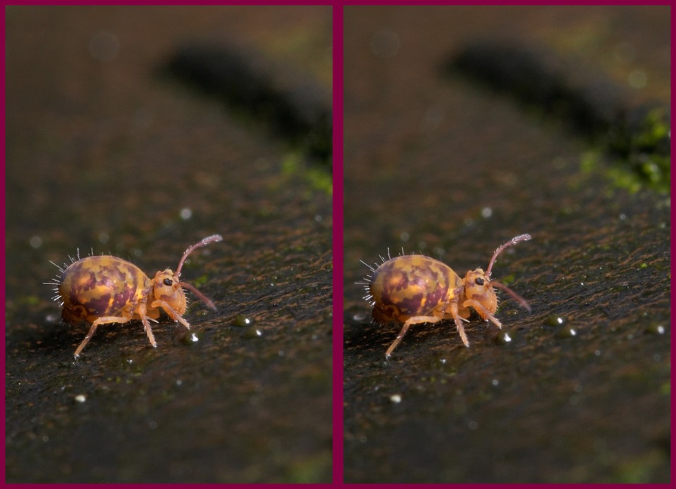 Checklist of the Collembola: Image Gallery
