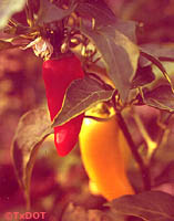 Native Pepper