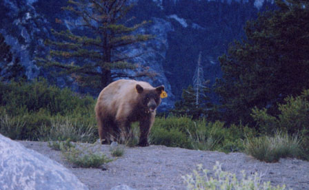 Pacific Crest Trail