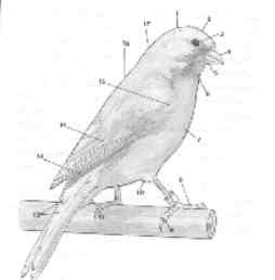 Basic Canary Help