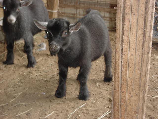 BJ'S HAPPY GOATS,Pygmy,Pets,Houston,Texas