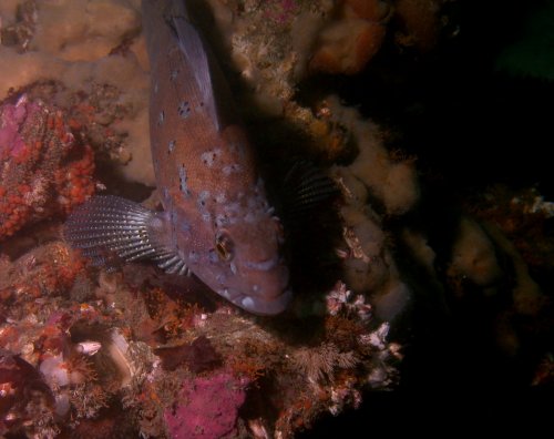 Male Kelp Greenling ( Hexagrammos decagrammus )