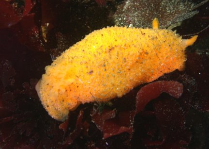 Monterey Dorid ( Archidoris montereyensis )