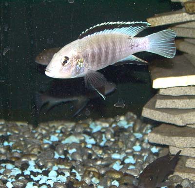 White Labidochromis- a nice alternative to the beautiful but all too ...