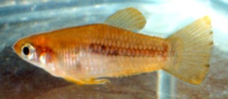 Alfaro huberi
