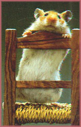 YOUR PET HAMSTER