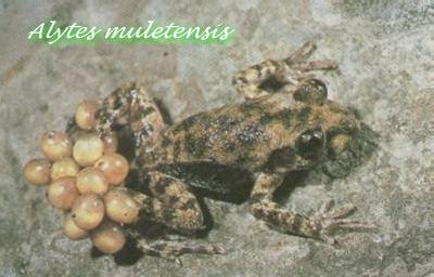 Sapillo balear, Alytes muletensis
