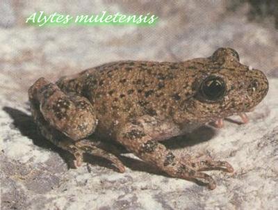 Sapillo balear, Alytes muletensis