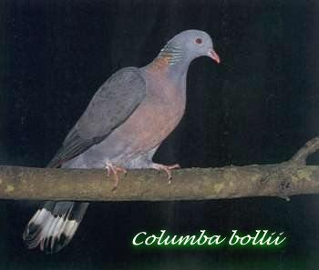 Paloma Turqué,Columba bollii