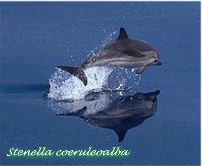 Delfín listado, Stenella coeruleoalba