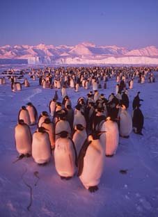 6000tiger's Emperor Penguins