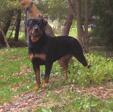 Sawmillvalley's Flashdancer