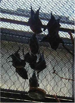 Here's a few Rodrigues fruit bats. They're big. Bats are neat.
