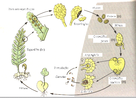 Ciclo De Vida Da Pteridofita