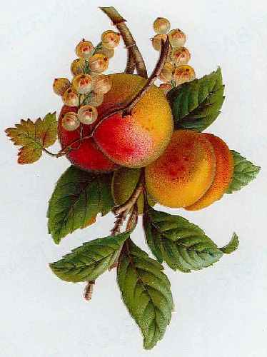 Victorian Arts Fruits