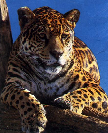 Animais