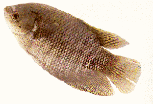 Fresh Water Fishes with Pictures