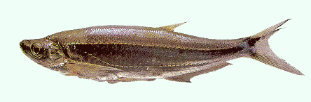 Fresh Water Fishes with Pictures