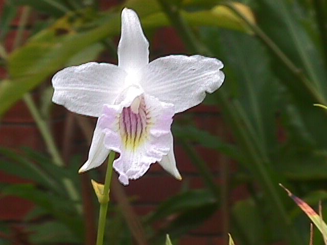 Arundina graminifolia