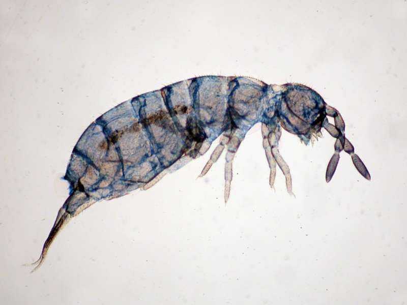 Checklist of the Collembola: Isotominae