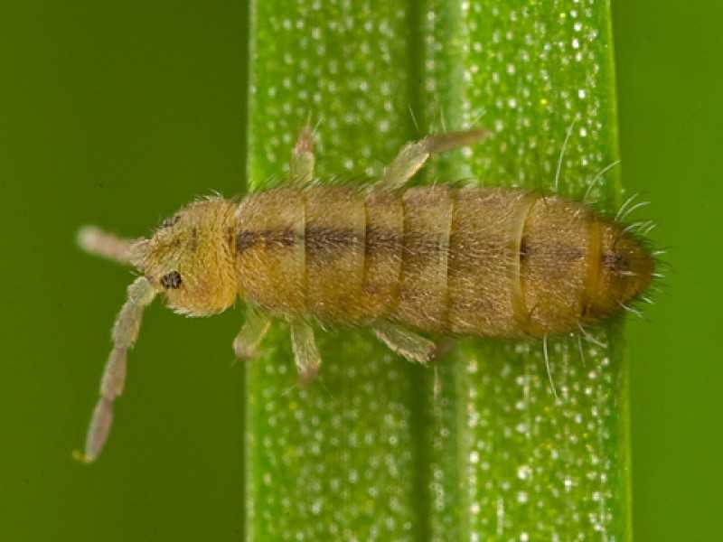 Checklist of the Collembola: Isotominae