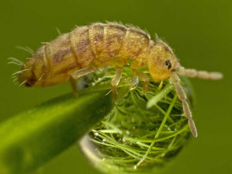Checklist of the Collembola: Isotominae