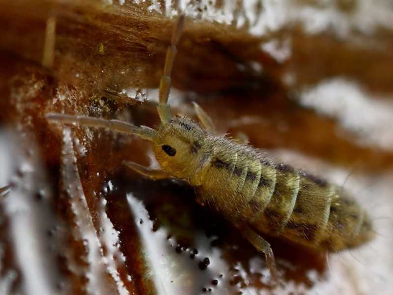 Checklist of the Collembola: Isotominae
