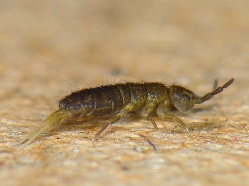 Checklist of the Collembola: Isotominae