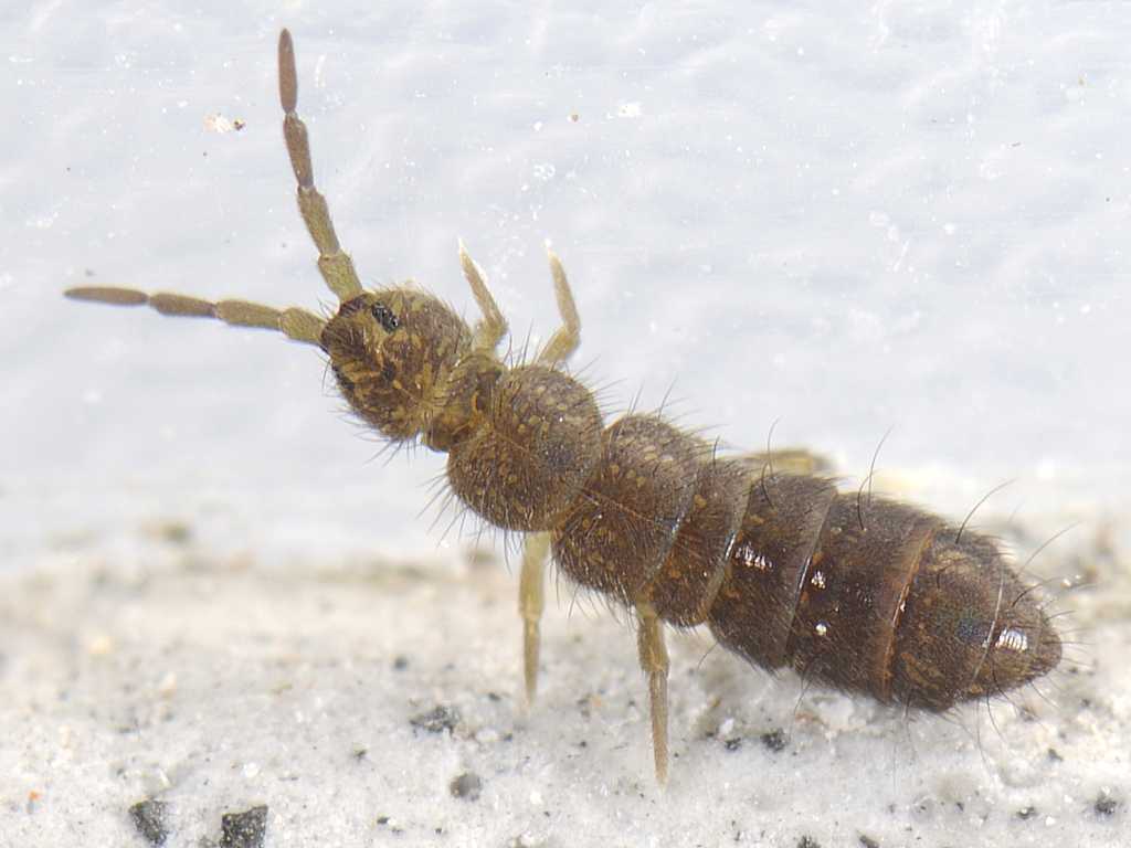 Checklist of the Collembola: Isotominae